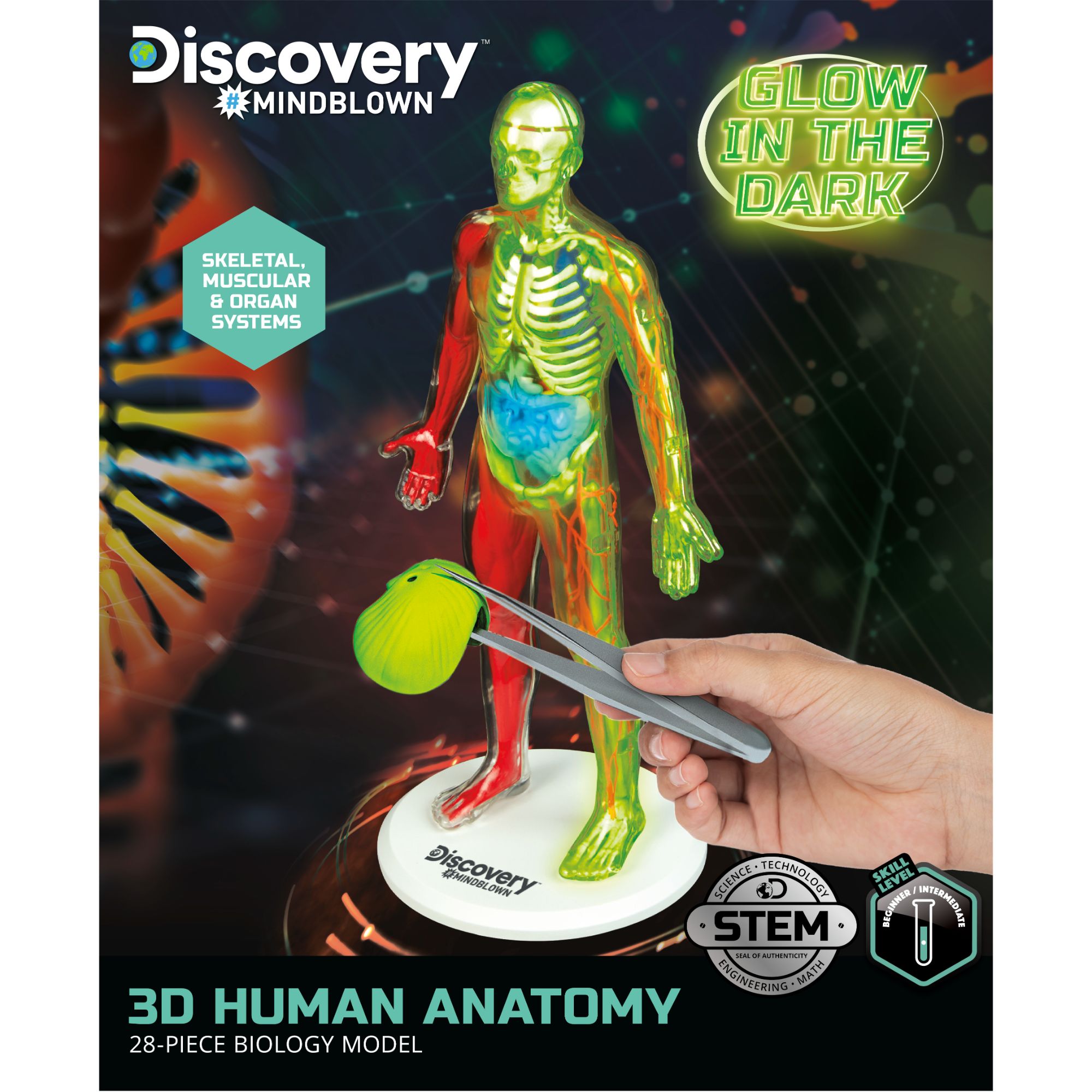 DISCOVERY MINDBLOWN 3D HUMAN ANATOMY KIT – Toyworld NZ
