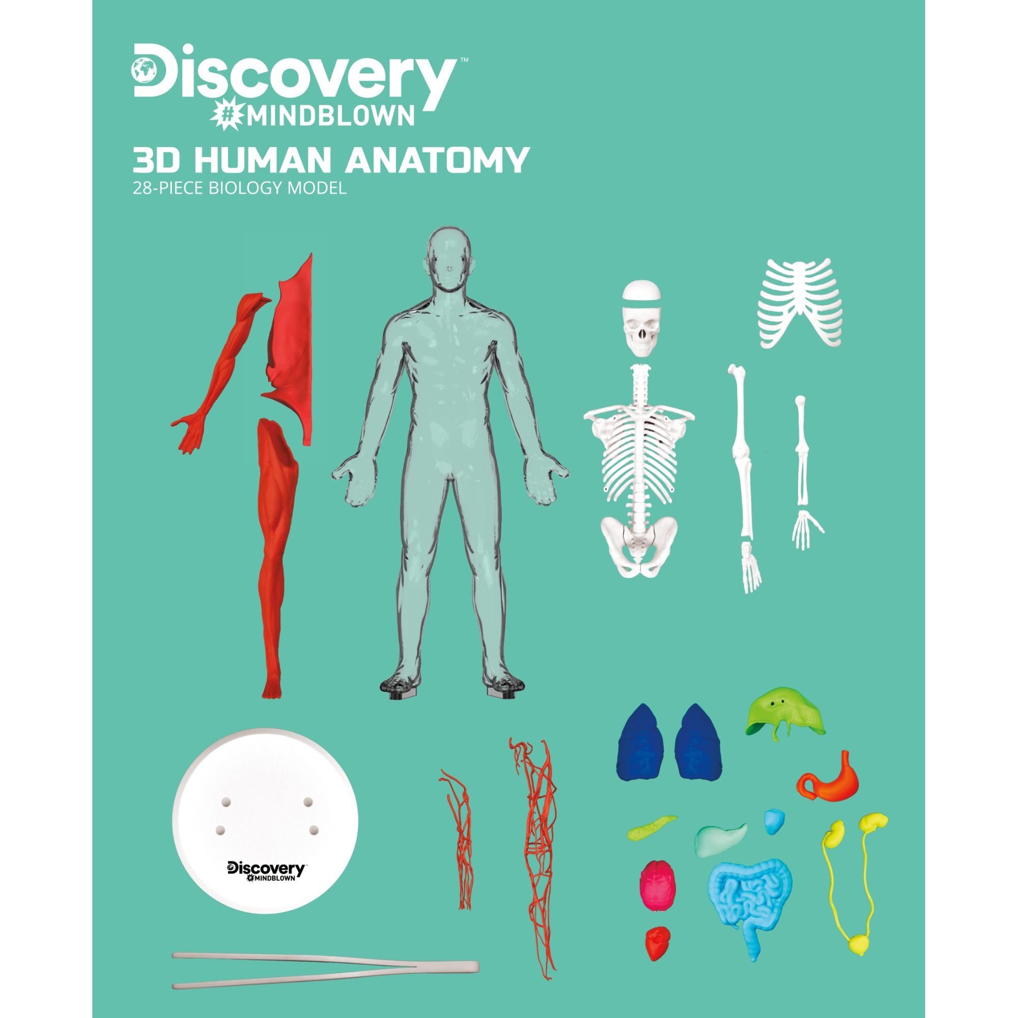 DISCOVERY MINDBLOWN 3D HUMAN ANATOMY KIT – Toyworld NZ